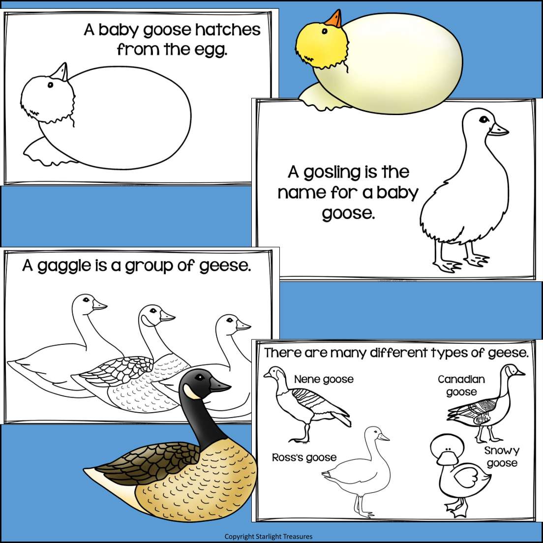Goose Mini Book for Early Readers - Animal Study, Geese, Goose | Made ...
