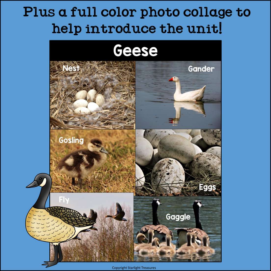 Goose Mini Book for Early Readers - Animal Study, Geese, Goose | Made ...