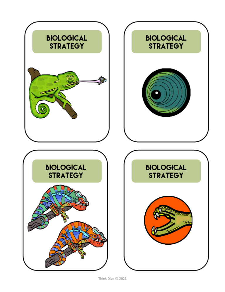 Biomimicry Cards Chameleons | Biomimicry Design Compatible with NGSS ...