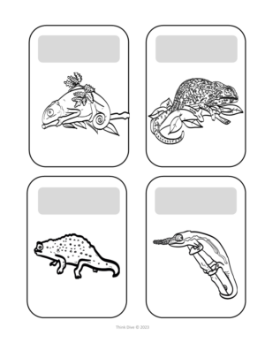 Biomimicry Cards Chameleons | Biomimicry Design Compatible with NGSS ...