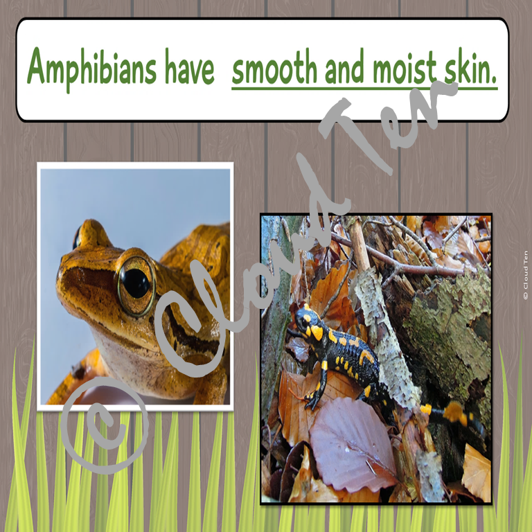Reptiles in Google Slides™ | Made By Teachers