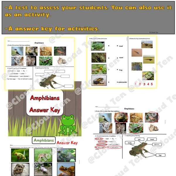 Reptiles in Google Slides™ | Made By Teachers