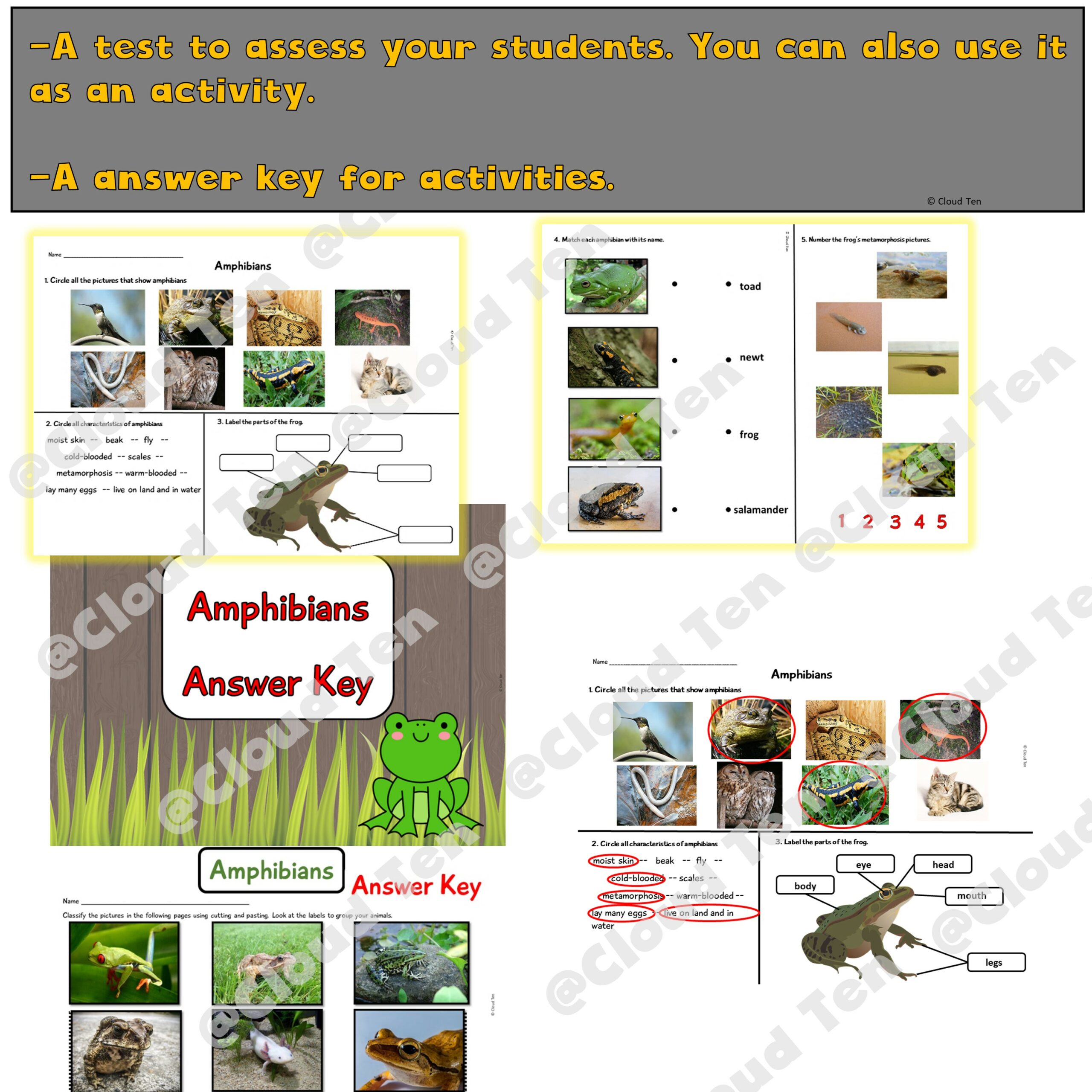 Reptiles in Google Slides™ | Made By Teachers