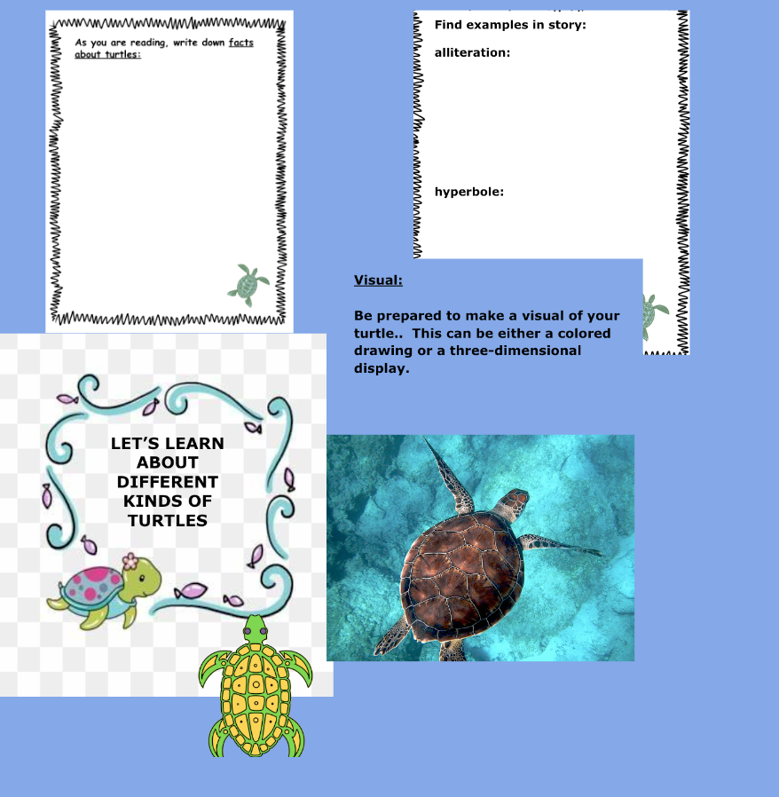 ONE TINY TURTLE by Nicola Davies: READING LESSONS & EXTENSION ...