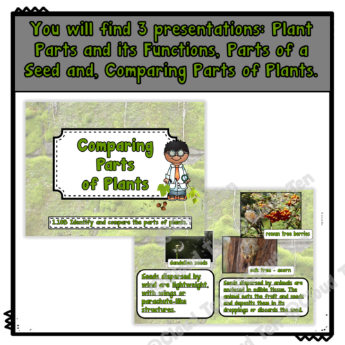Comparing Parts of Plants in Google Slides™ | Made By Teachers