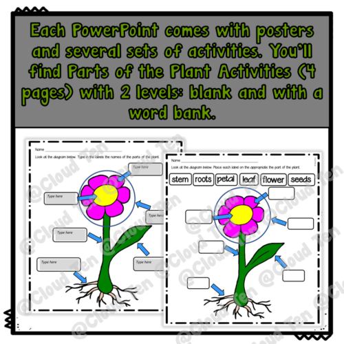 Comparing Parts of Plants in Google Slides™ | Made By Teachers