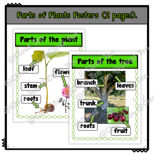 Comparing Parts of Plants in Google Slides™ | Made By Teachers