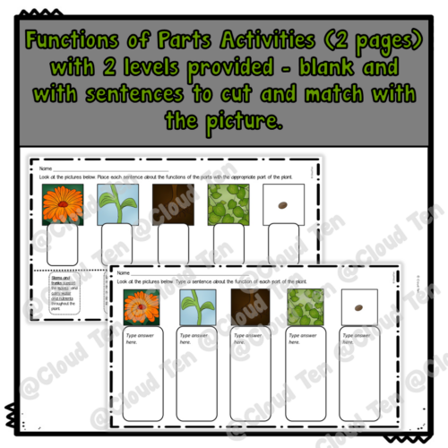Comparing Parts of Plants in Google Slides™ | Made By Teachers