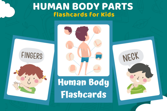 Human Body Parts Flashcards | Made By Teachers