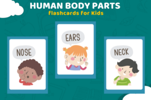 Human Body Parts Flashcards | Made By Teachers