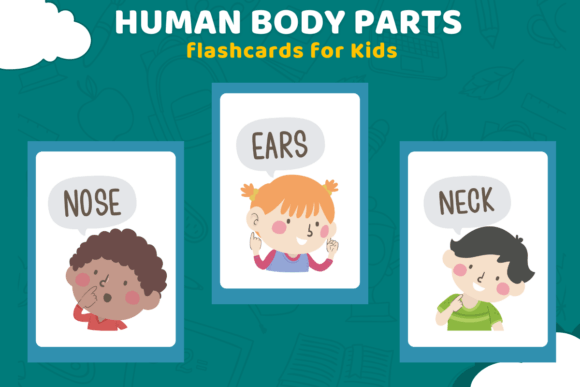 Human Body Parts Flashcards | Made By Teachers