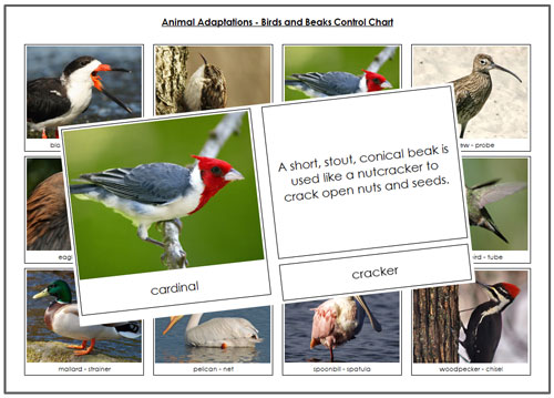 FREE Birds And Their Beaks (Animal Adaptations) | Made By Teachers