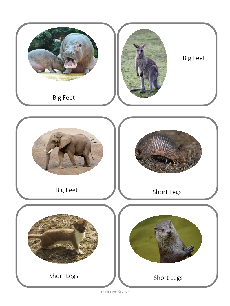Animal Adaptation Mammals' Feet Legs | Biomimicry Design Inspired by ...