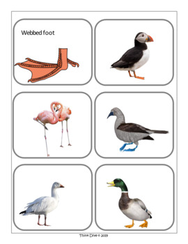 Animal Adaptation Bundle | PBL STEAM Biomimicry Design Compatible with ...