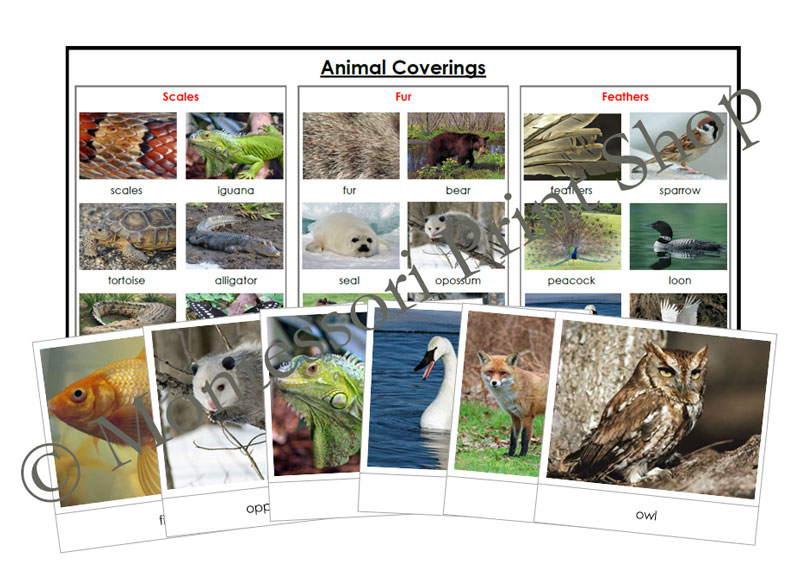 Animal Coverings (Scales, Feathers & Fur) - Sorting Cards & Control ...