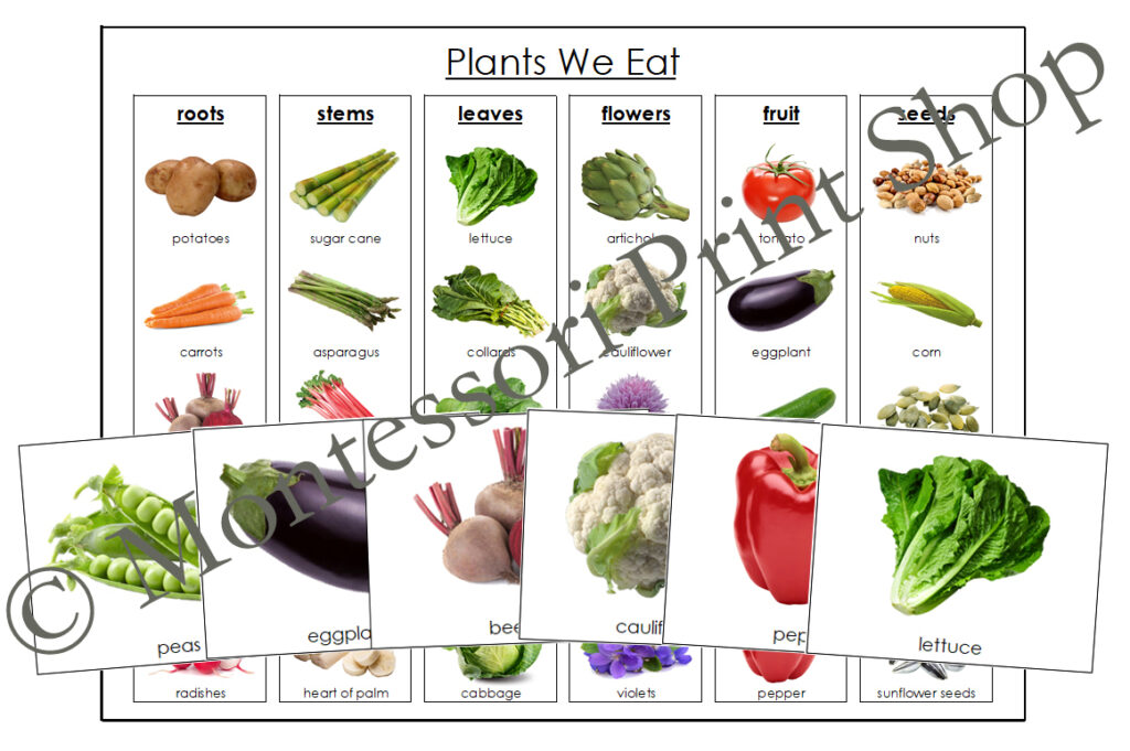 Plants We Eat Sorting Cards & Control Chart | Made By Teachers