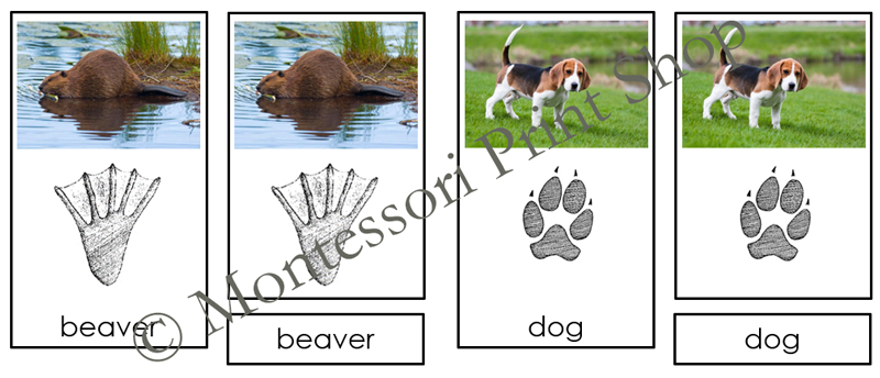 Animal Tracks Matching Cards - Animal Photographs & Footprints | Made ...