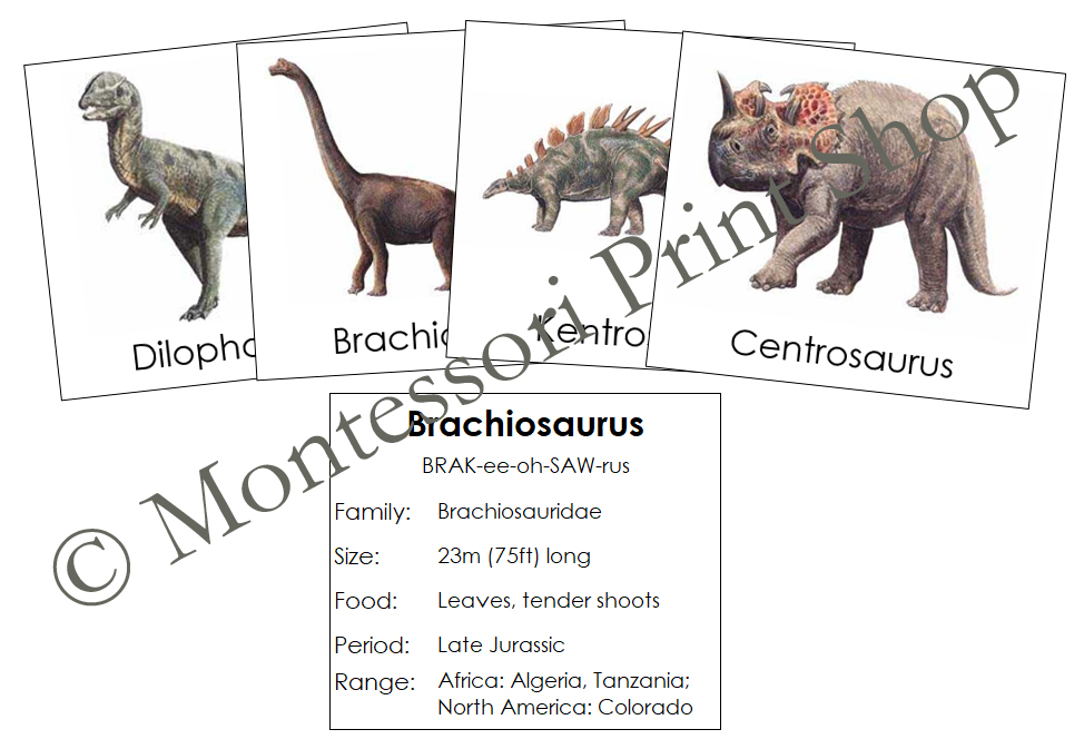 Dinosaur Cards - Information Cards & Picture Cards (Set 1) | Made By ...