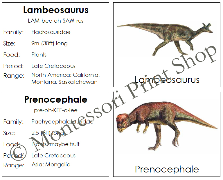 Dinosaur Cards - Information Cards & Picture Cards (Set 2) | Made By ...