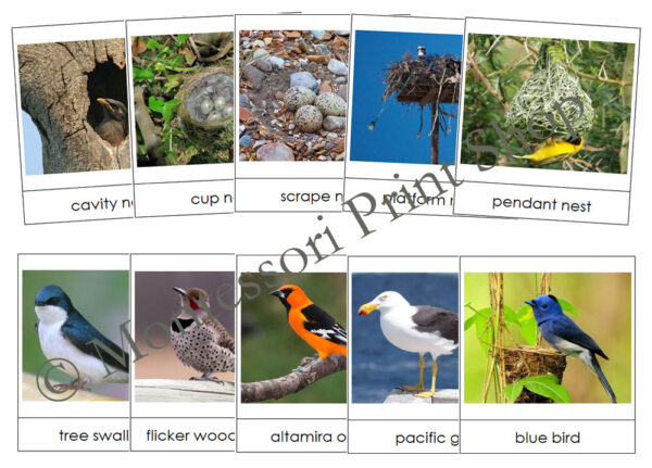 Birds and Their Nests - Information & Photographic Cards | Made By Teachers