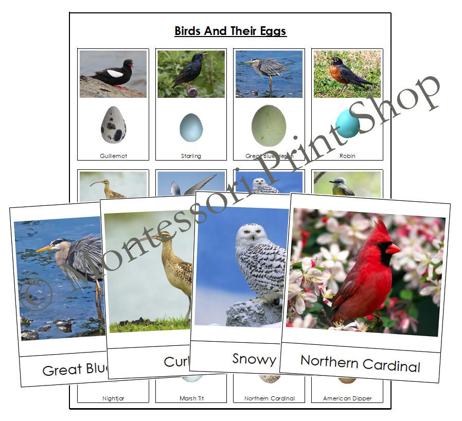 Birds And Their Eggs - Matching Cards | Made By Teachers