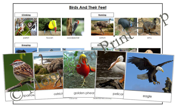 Birds And Their Feet (Animal Adaptation) | Made By Teachers