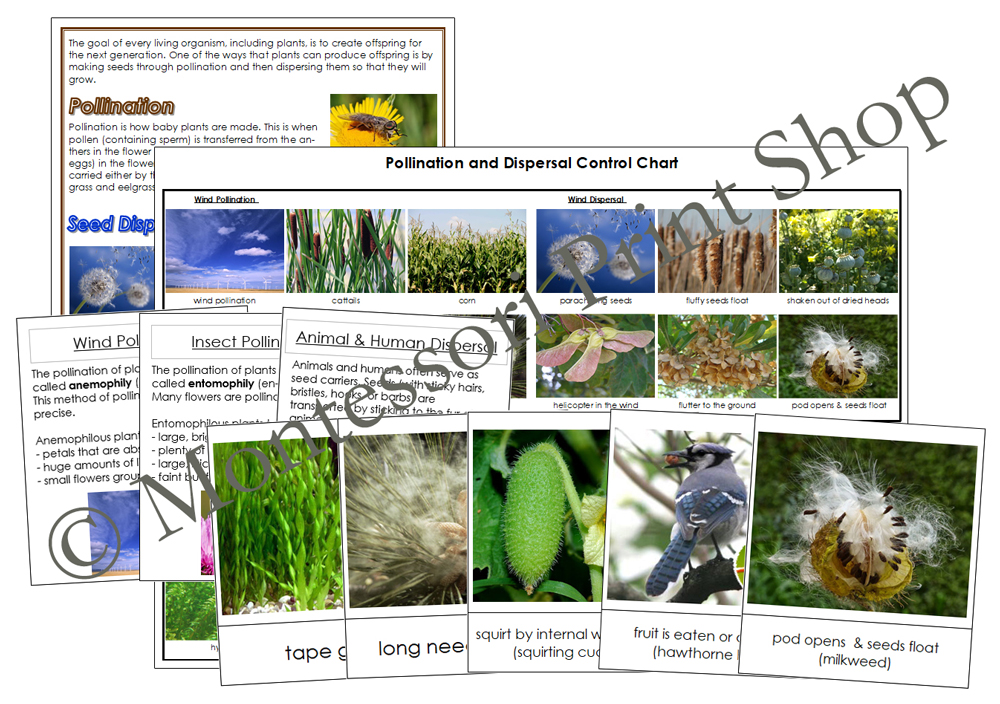 Pollination and Seed Dispersal - Information, Sorting Cards & Control ...