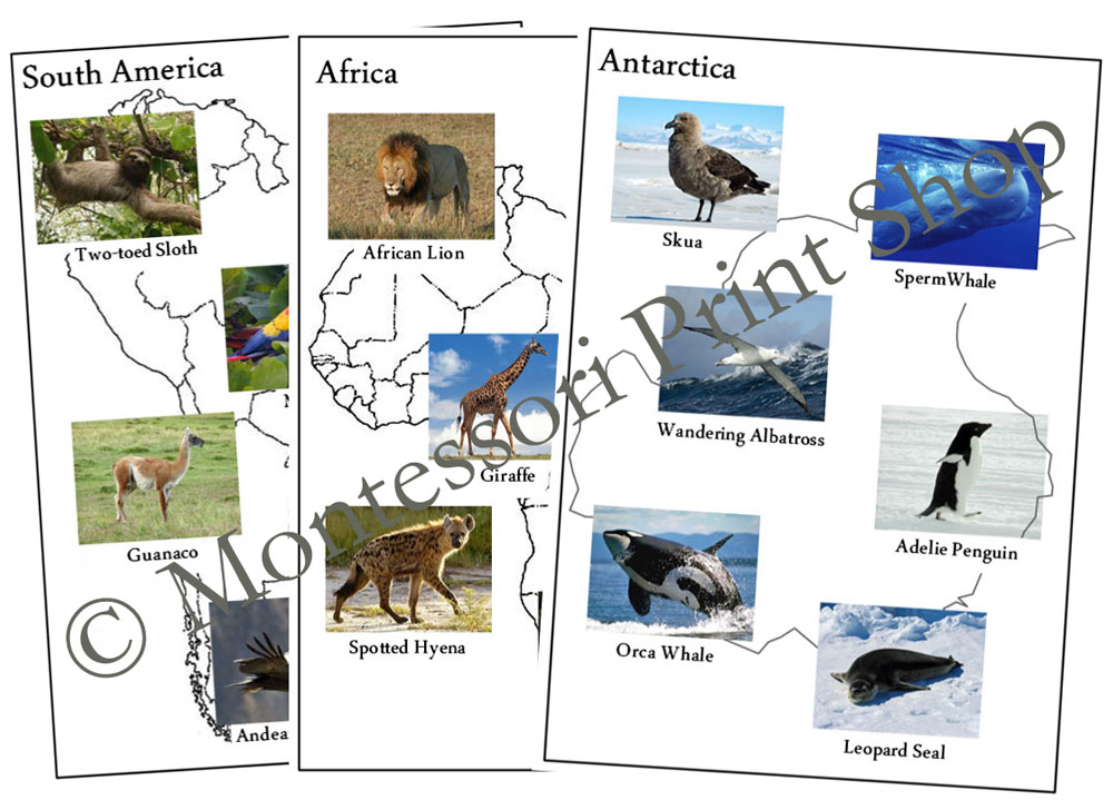Animals of the Continents - Sorting Cards, Maps & Control Cards (Set 1) | Made By Teachers