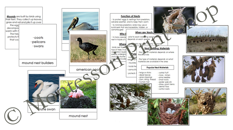 Birds and Their Nests - Information & Photographic Cards | Made By Teachers