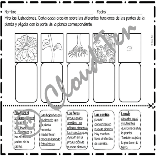 Comparar partes de las plantas in Google Slides™ | Made By Teachers