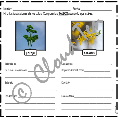 Comparar partes de las plantas in Google Slides™ | Made By Teachers