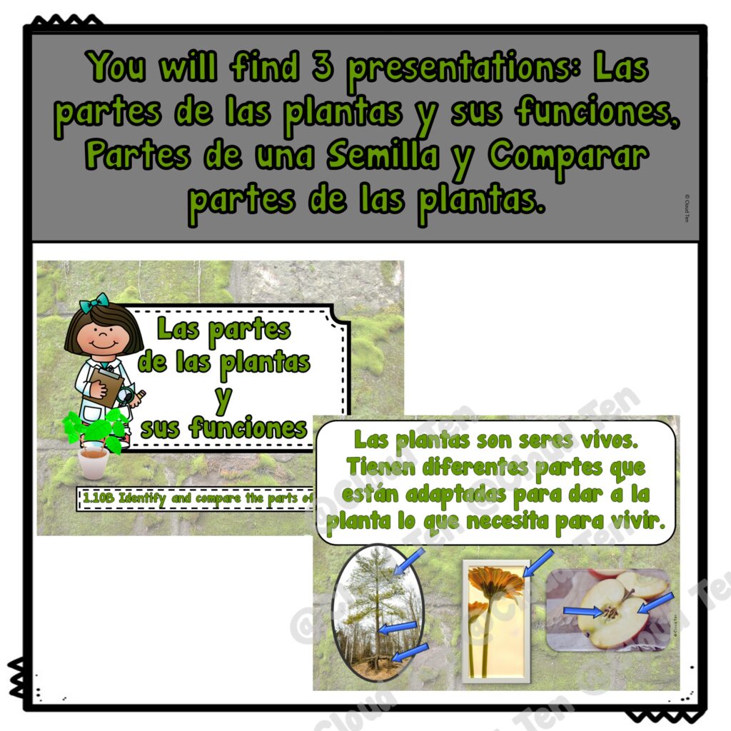 Comparar partes de las plantas in Google Slides™ - Made By Teachers