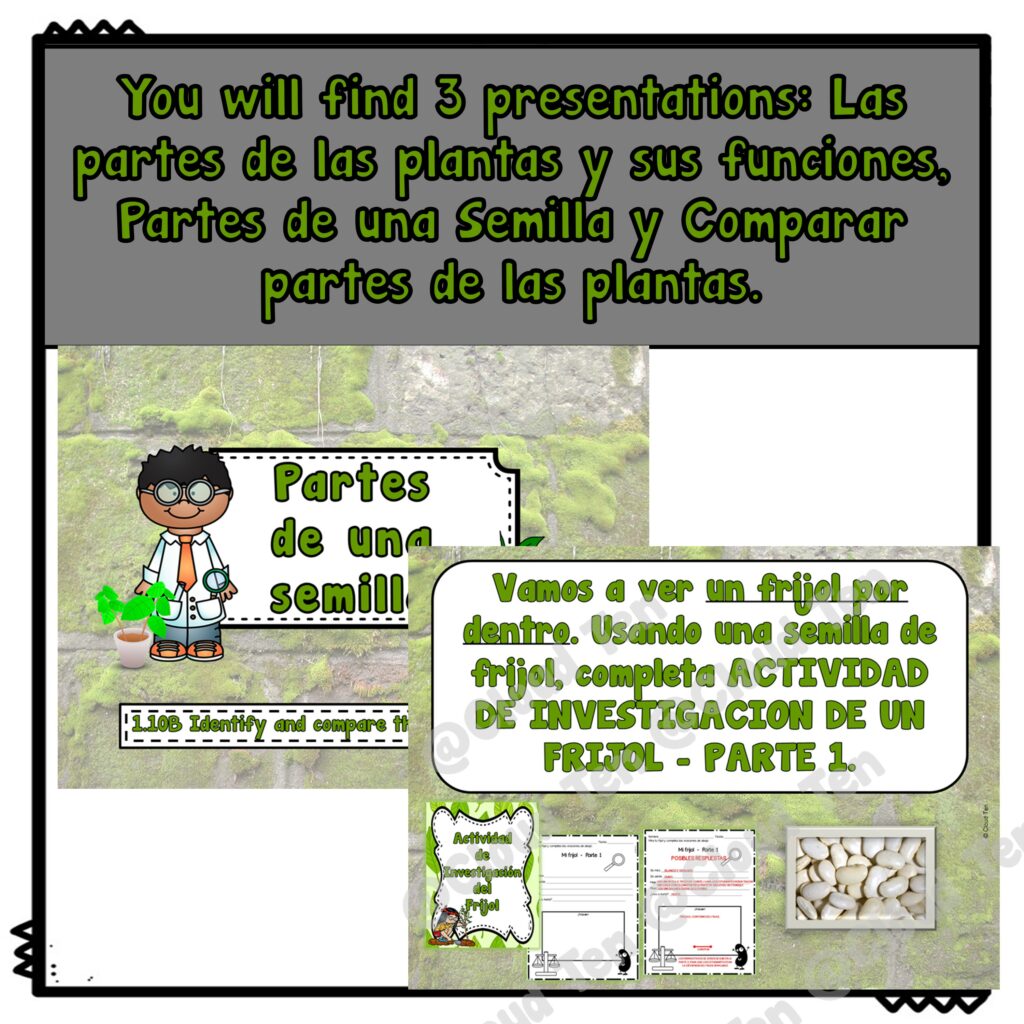 Comparar partes de las plantas in Google Slides™ | Made By Teachers