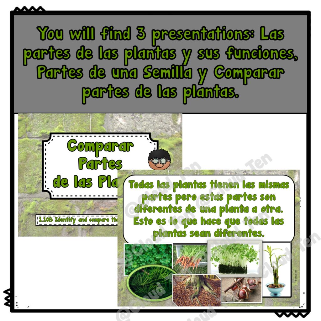Comparar partes de las plantas in Google Slides™ - Made By Teachers