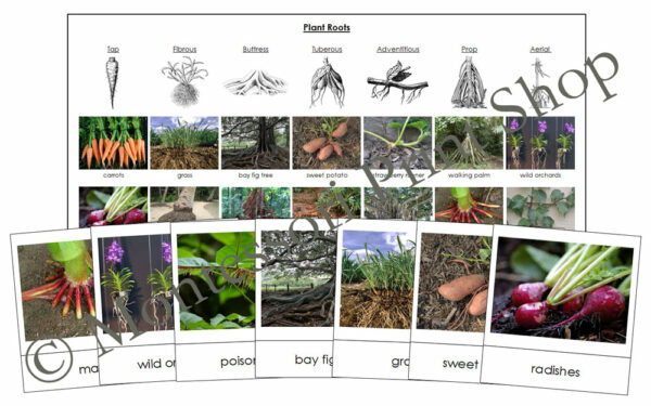 Types of Plant Roots - Information, Sorting Cards and Control Charts ...