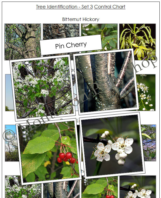 Tree Identification (Set #3) - Sorting Cards & Control Charts | Made By ...