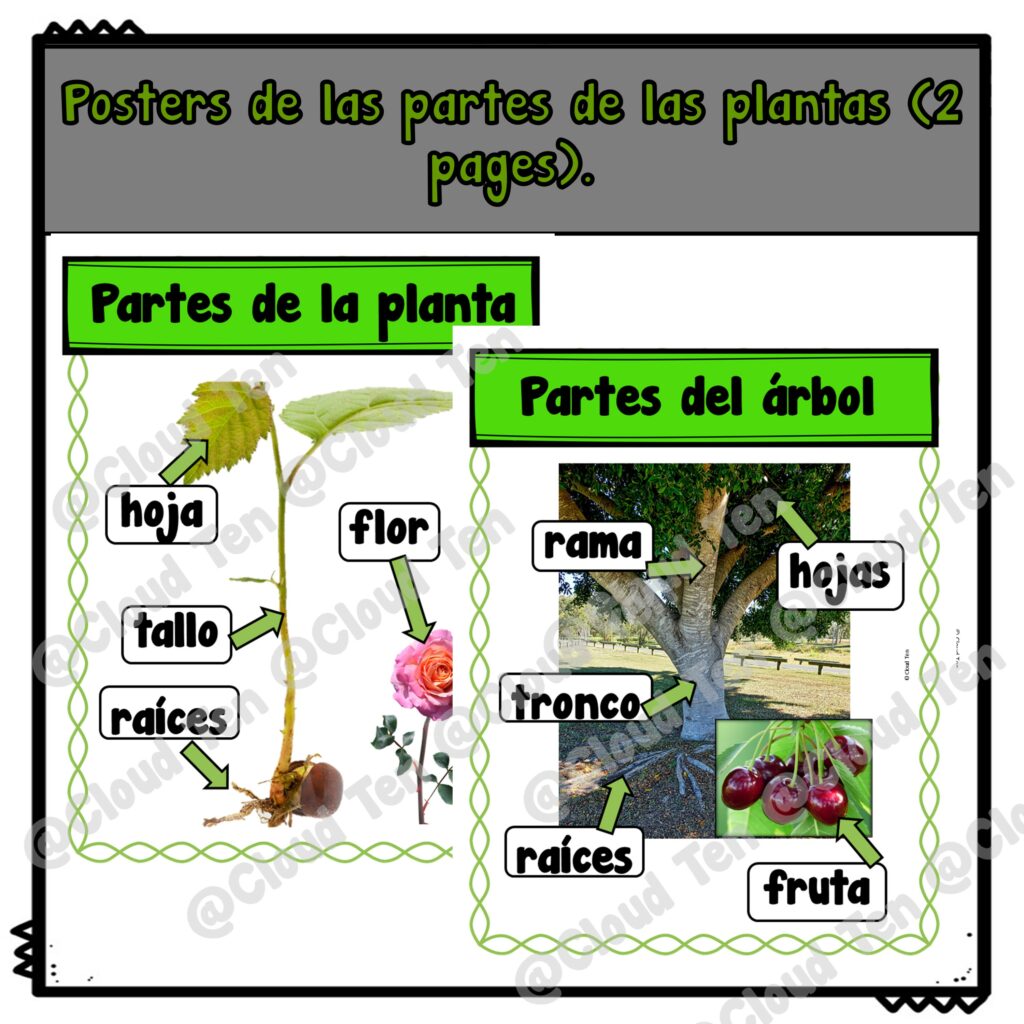 Comparar partes de las plantas in Google Slides™ | Made By Teachers