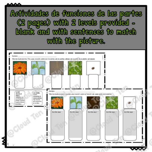 Comparar partes de las plantas in Google Slides™ - Made By Teachers