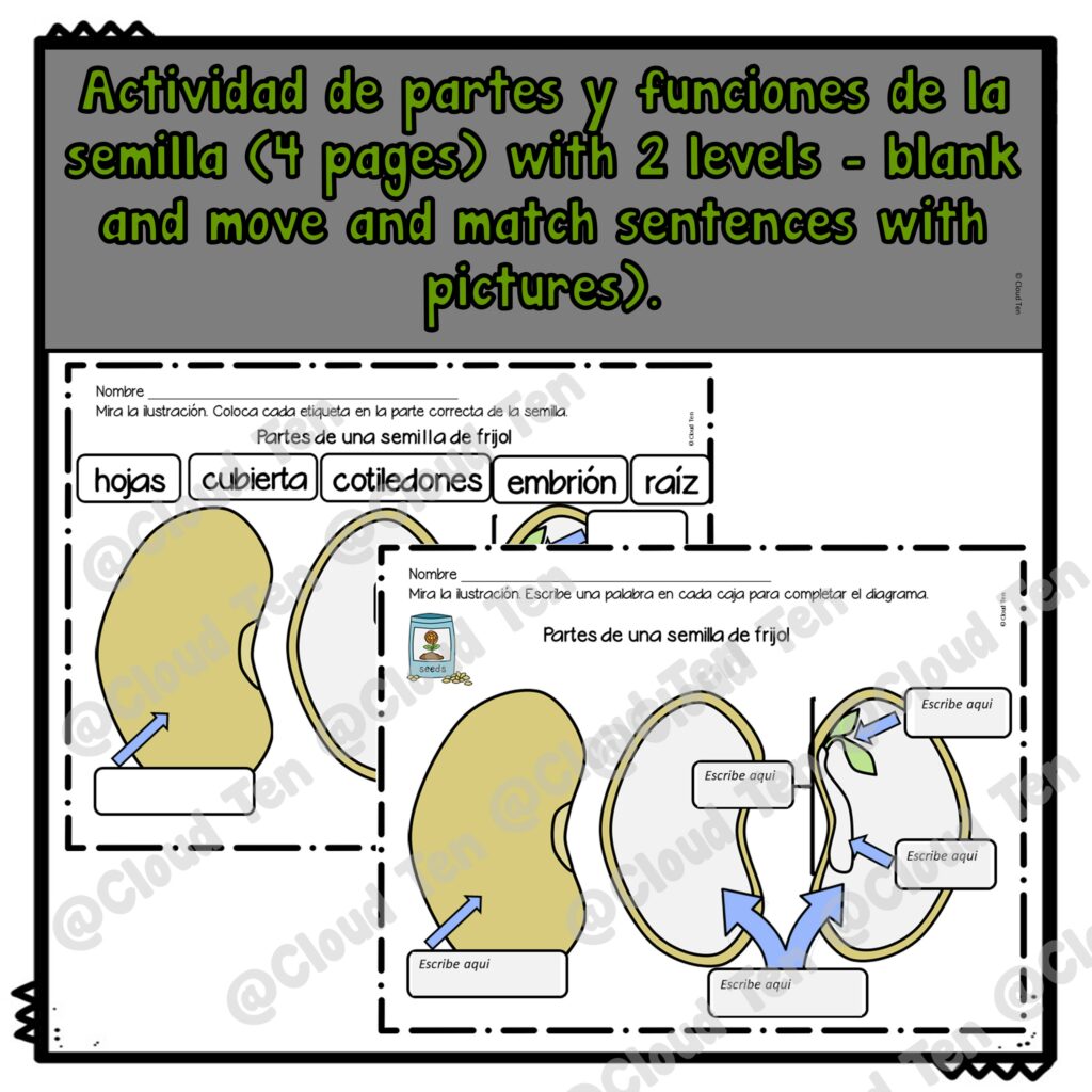 Comparar partes de las plantas in Google Slides™ | Made By Teachers