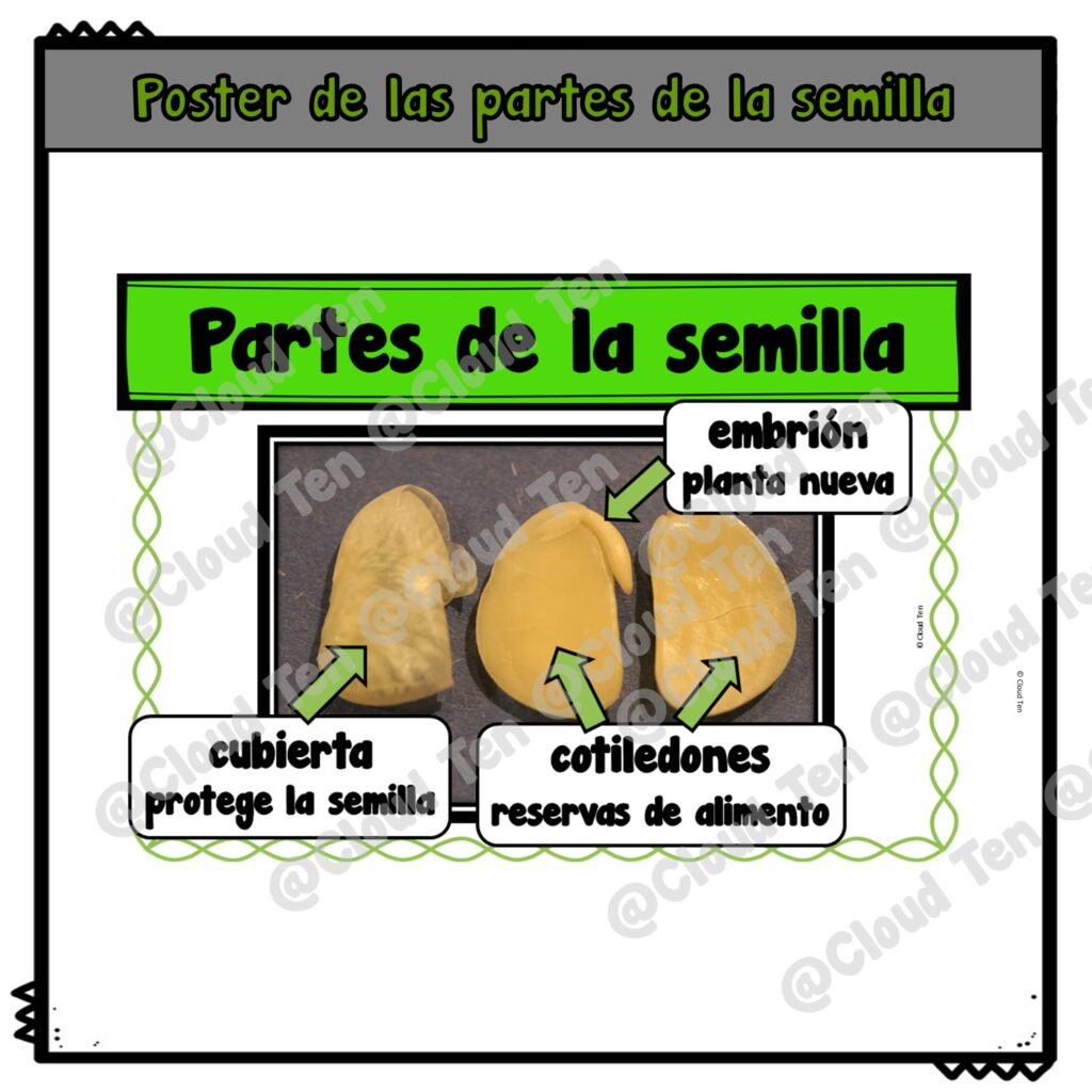 Comparar partes de las plantas in Google Slides™ | Made By Teachers
