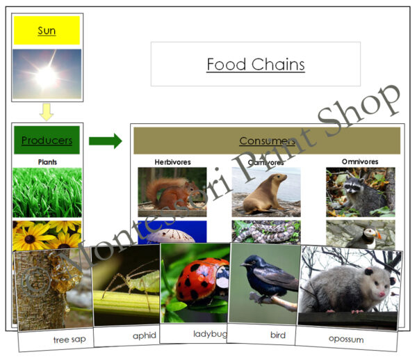Food Chains Sorting Cards & Control Charts | Made By Teachers