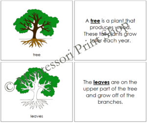 Parts of a Tree Book - Montessori Nomenclature | Made By Teachers