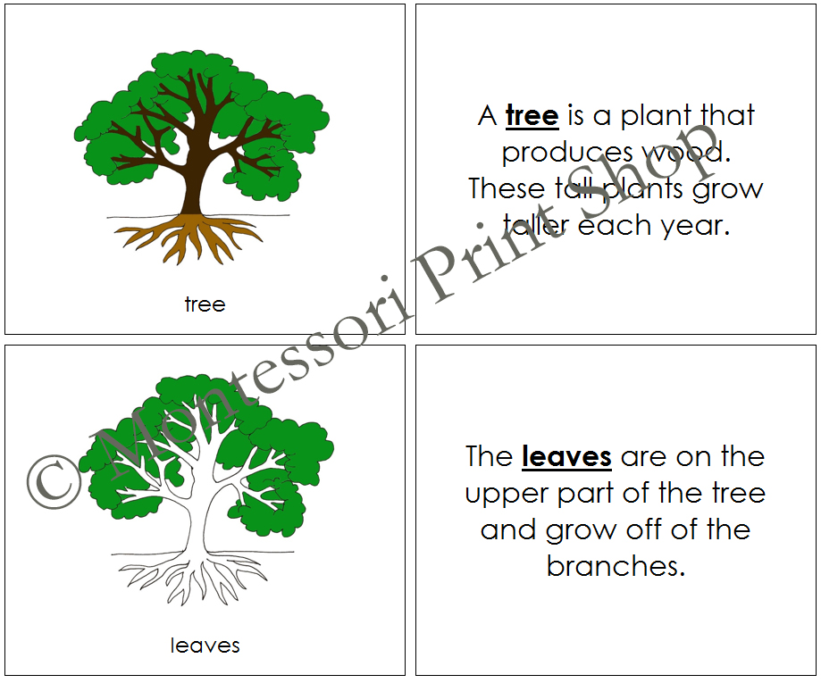 Parts of a Tree Book - Montessori Nomenclature | Made By Teachers