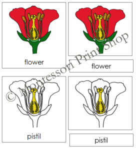 Parts of a Flower 3-Part Cards - Montessori Nomenclature | Made By Teachers