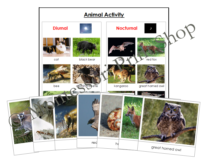 Animal Activity (Nocturnal & Diurnal) - Animal Behavior | Made By Teachers