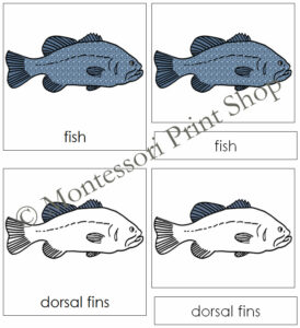 Parts of a Fish 3-Part Cards - Montessori Nomenclature | Made By Teachers