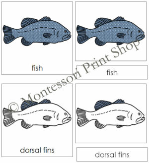 Parts of a Fish 3-Part Cards - Montessori Nomenclature | Made By Teachers