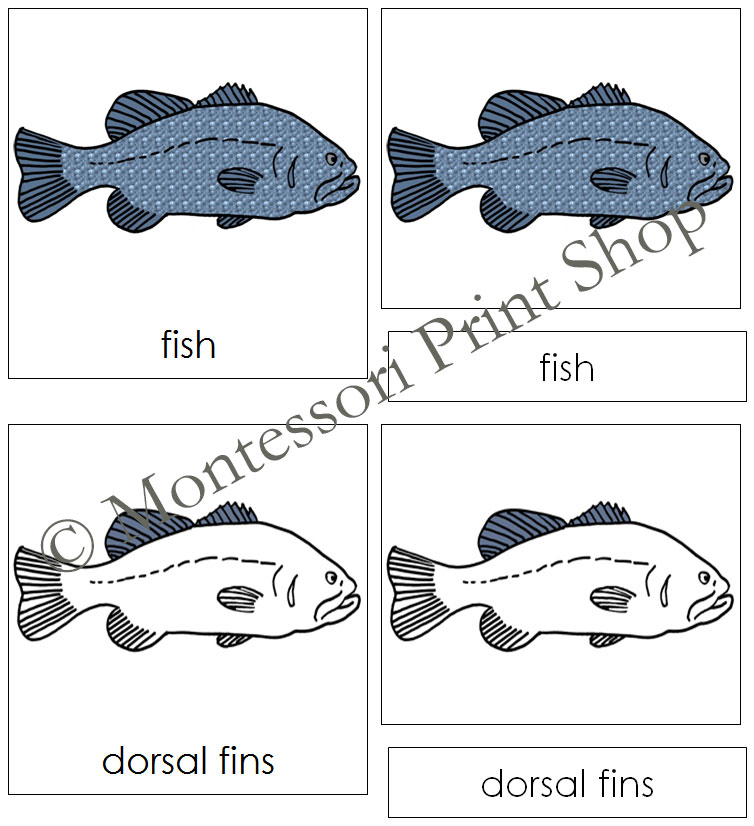 Parts of a Fish 3-Part Cards - Montessori Nomenclature | Made By Teachers