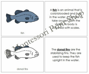 Parts of a Fish Book - Montessori Nomenclature | Made By Teachers