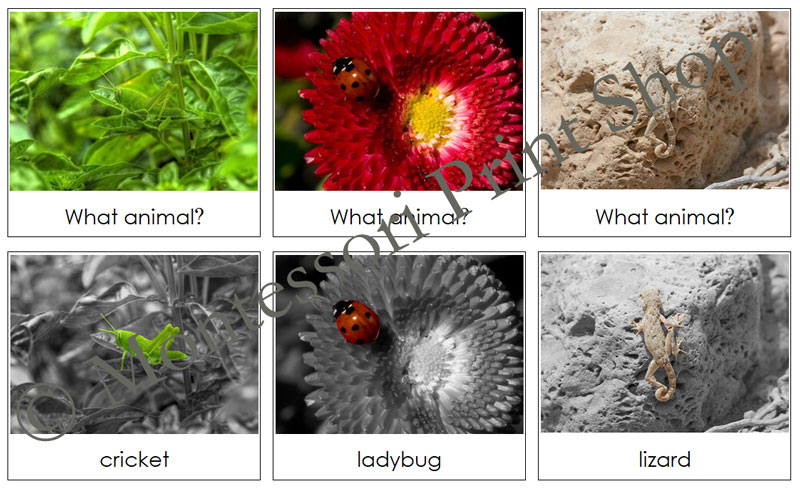 Animal Camouflage Matching Cards (Set #1) - Zoology | Made By Teachers